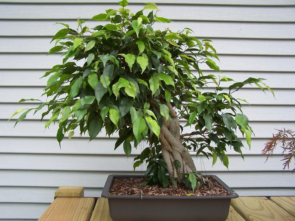 How to accomplish two trees into one? in the Trees and Shrubs forum ...