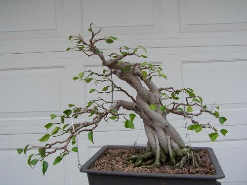 How to accomplish two trees into one? in the Trees and Shrubs forum ...