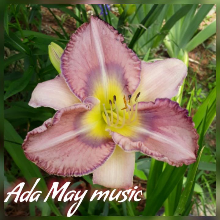 Photo of the bloom of Daylily (Hemerocallis 'Ada May Musick') posted by ...