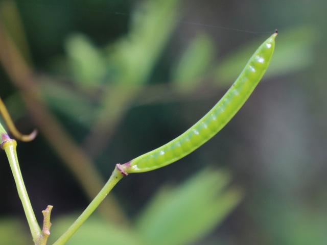 Photo of the fruit of Alexandrian Senna (Senna alexandrina) posted by ...