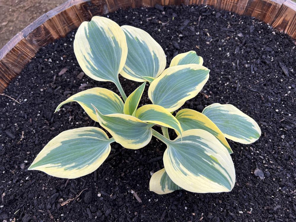 Photo of the entire plant of Hosta 'Autumn Frost' posted by TheCreekKid ...