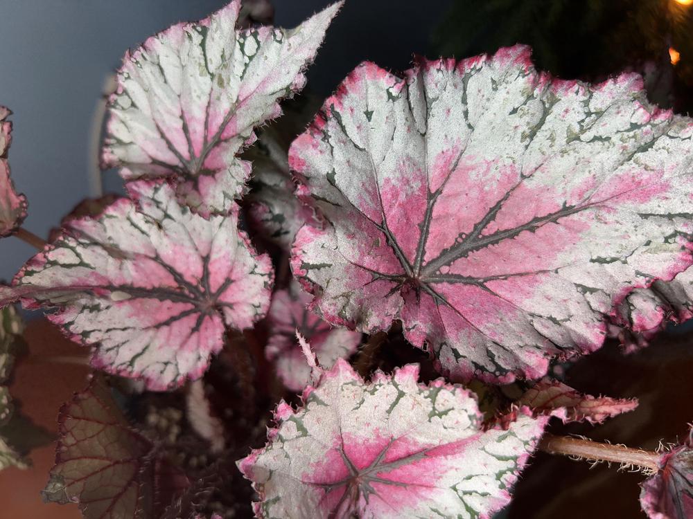 Can you help me identify my Rex Begonia? in the Plant ID forum - Garden.org