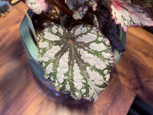 Can you help me identify my Rex Begonia? in the Plant ID forum - Garden.org