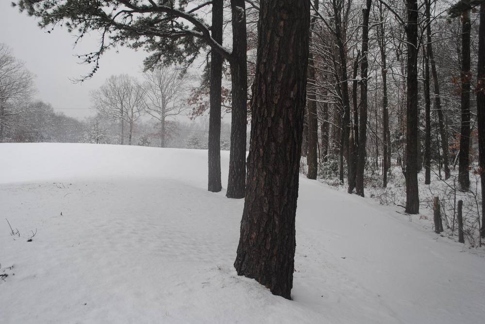 Photo of the stem, scape, stalk or bark of Northern Pitch Pine (Pinus ...
