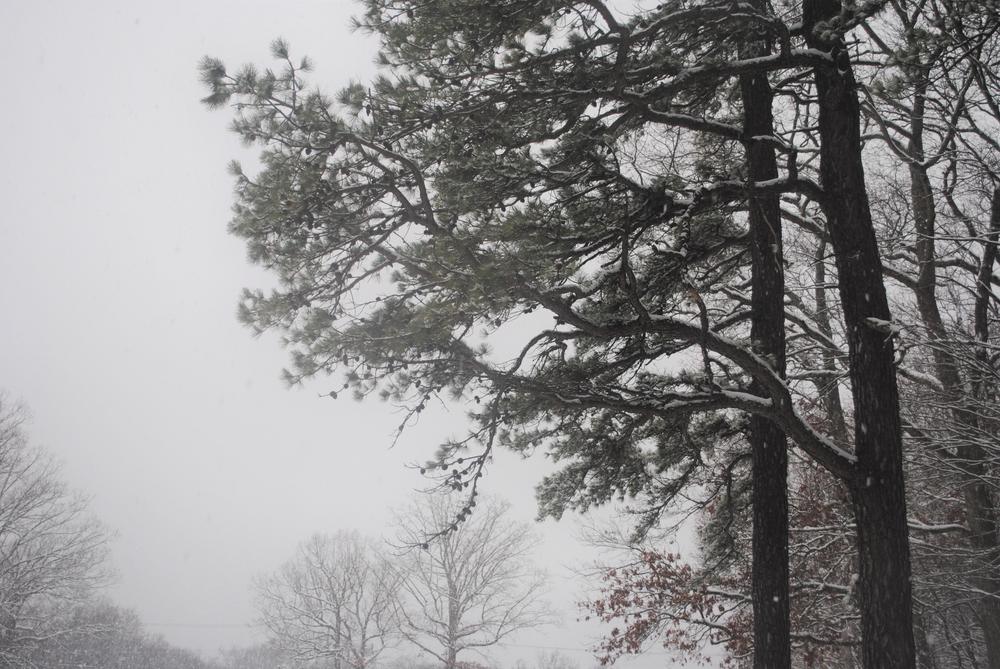 Photo of the stem, scape, stalk or bark of Northern Pitch Pine (Pinus ...