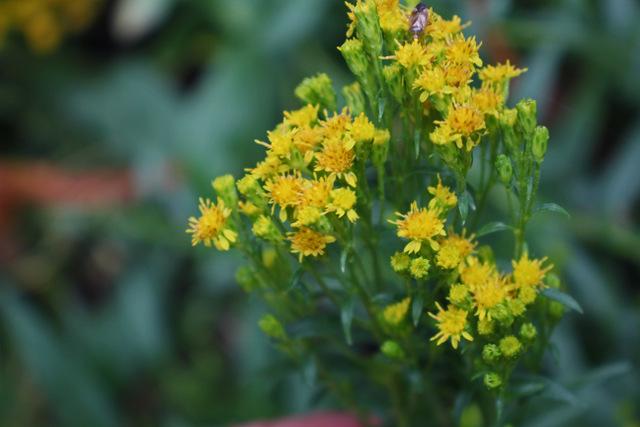 Photo of the bloom of Blue Ridge Goldenrod (Solidago spithamaea) posted ...