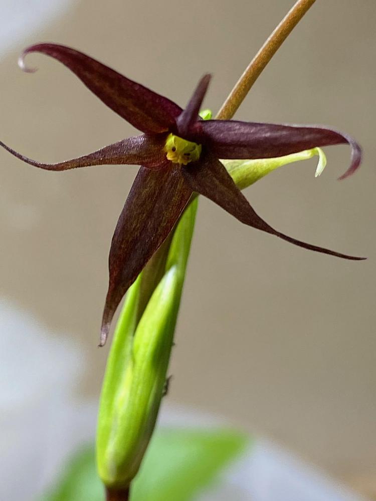 Photo of the bloom of Solaria atropurpurea posted by SL_gardener ...
