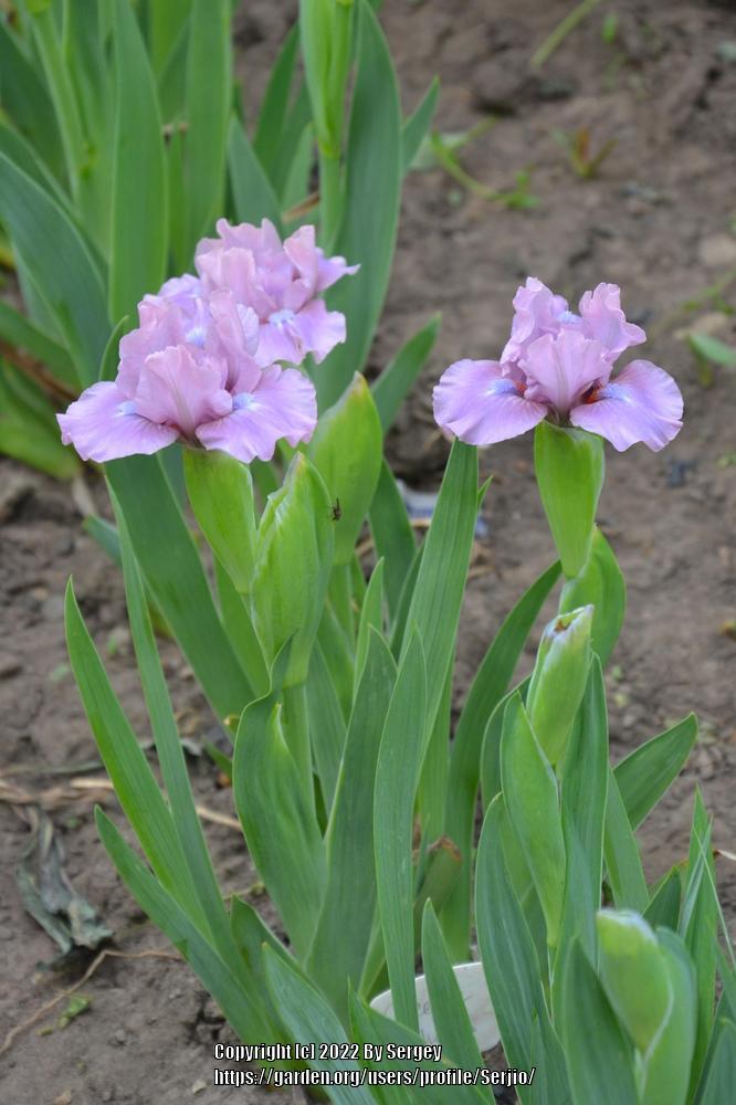 Photo of the bloom of Standard Dwarf Bearded Iris (Iris 'Cheery Blush') posted by Serjio ...