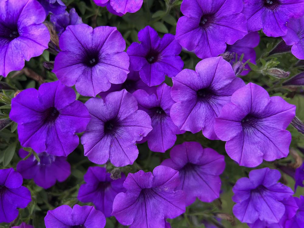 Photo of the bloom of Multiflora Spreading/Trailing Petunia (Petunia ...