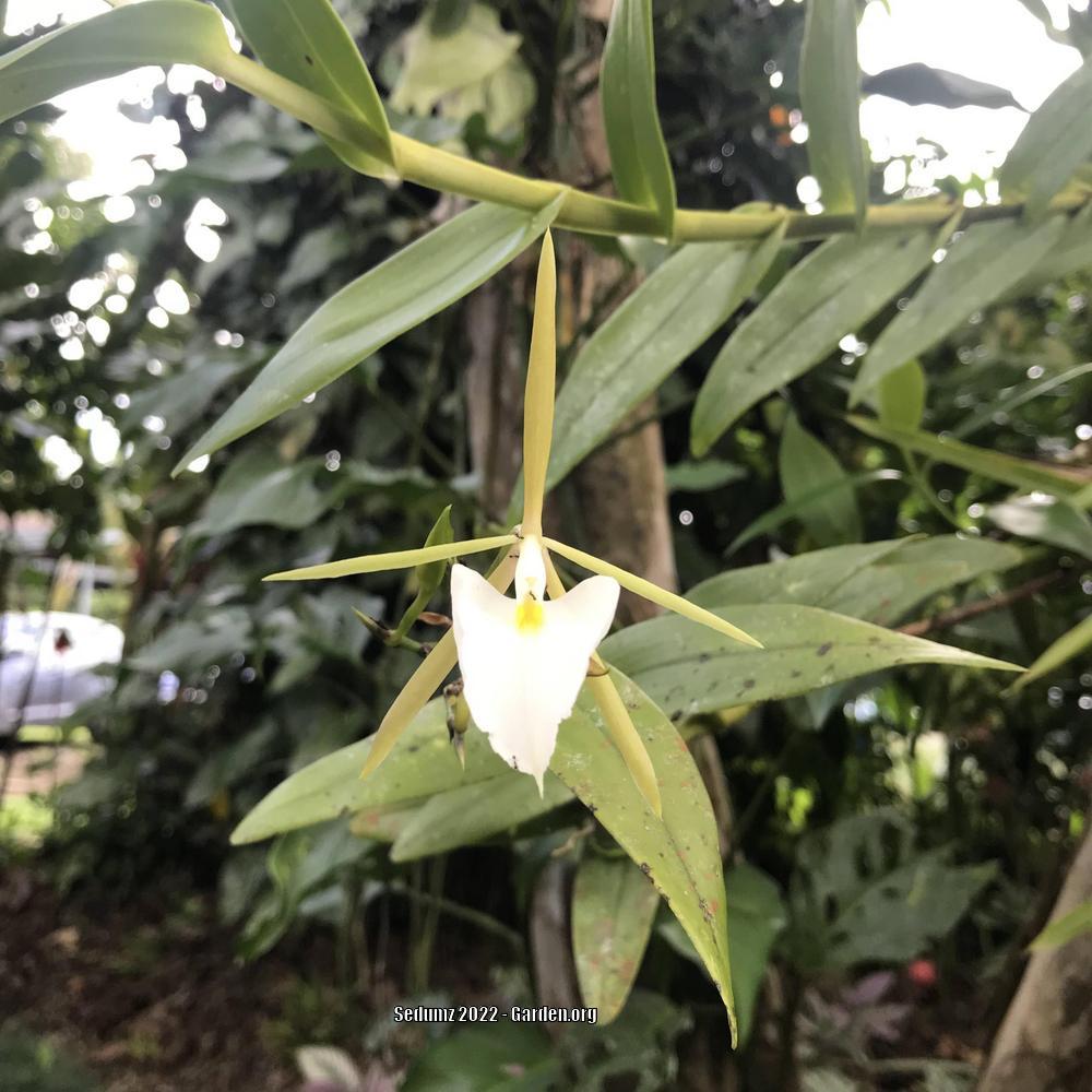 Photo of the bloom of Lady of the Night Orchid (Epidendrum nocturnum ...