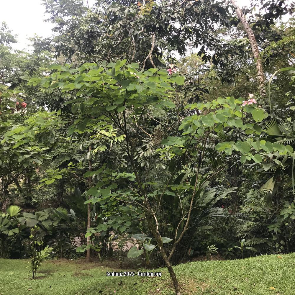 Photo of the entire plant of Orchid Tree (Bauhinia monandra) posted by ...