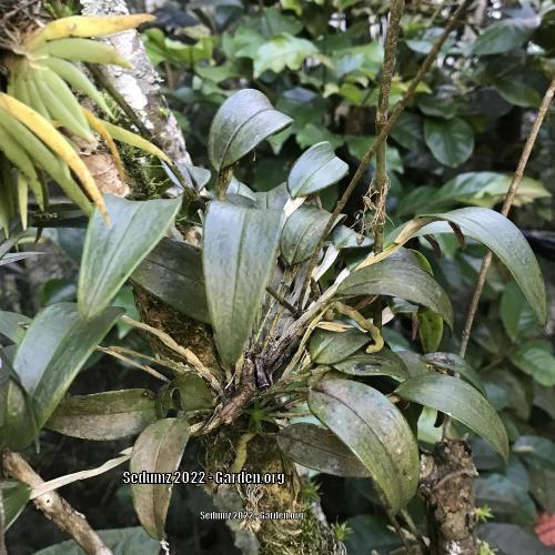 Photo of the entire plant of Orchid (Restrepia muscifera) posted by ...