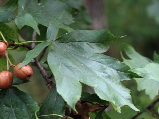 Photo of the leaves of Wild Service Tree (Torminalis glaberrima) posted ...