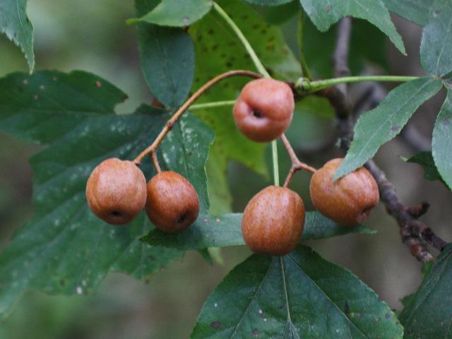 Photo of the fruit of Wild Service Tree (Torminalis glaberrima) posted ...