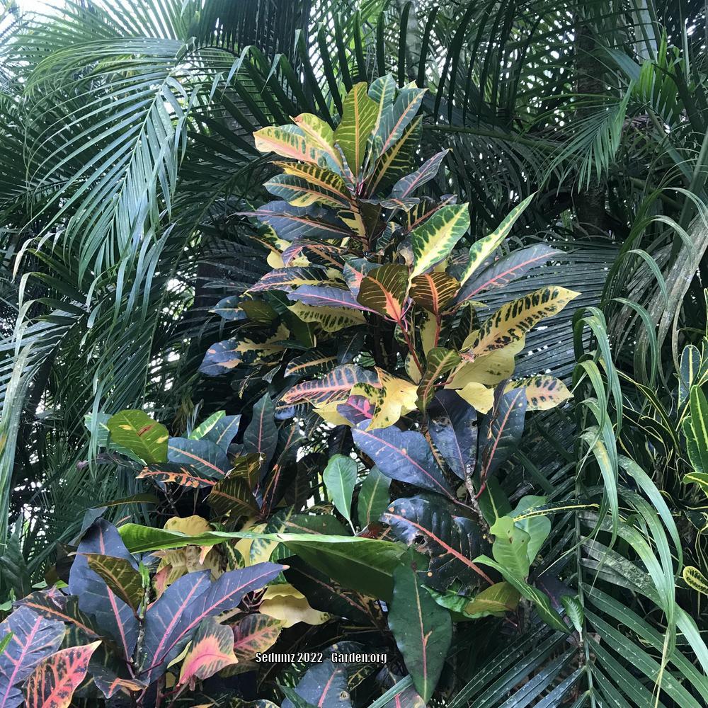 Croton (Codiaeum variegatum 'Norma') in the Crotons Database - Garden.org