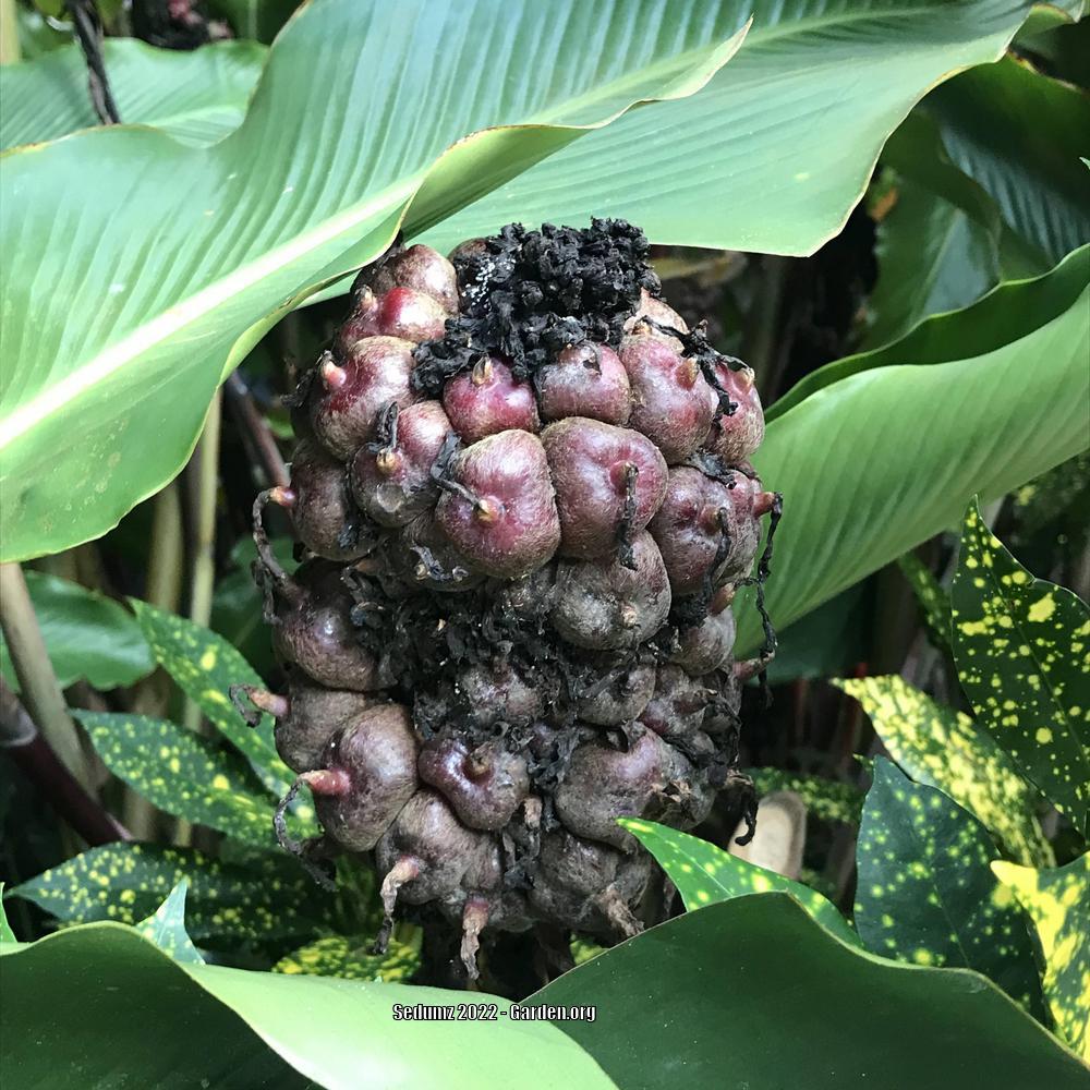 Photo of the fruit of Torch Ginger (Etlingera elatior) posted by ...