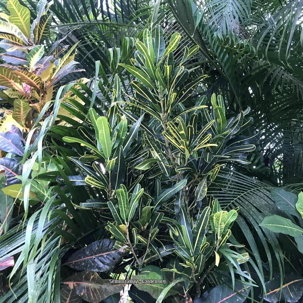 Banana Croton (Codiaeum variegatum 'Banana') in the Crotons Database ...