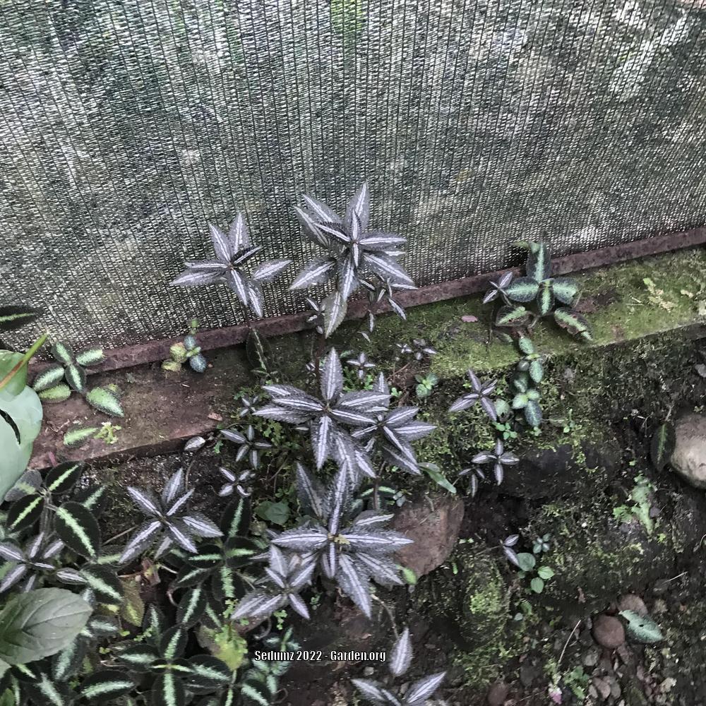 Silver Tree (Pilea spruceana) - Garden.org