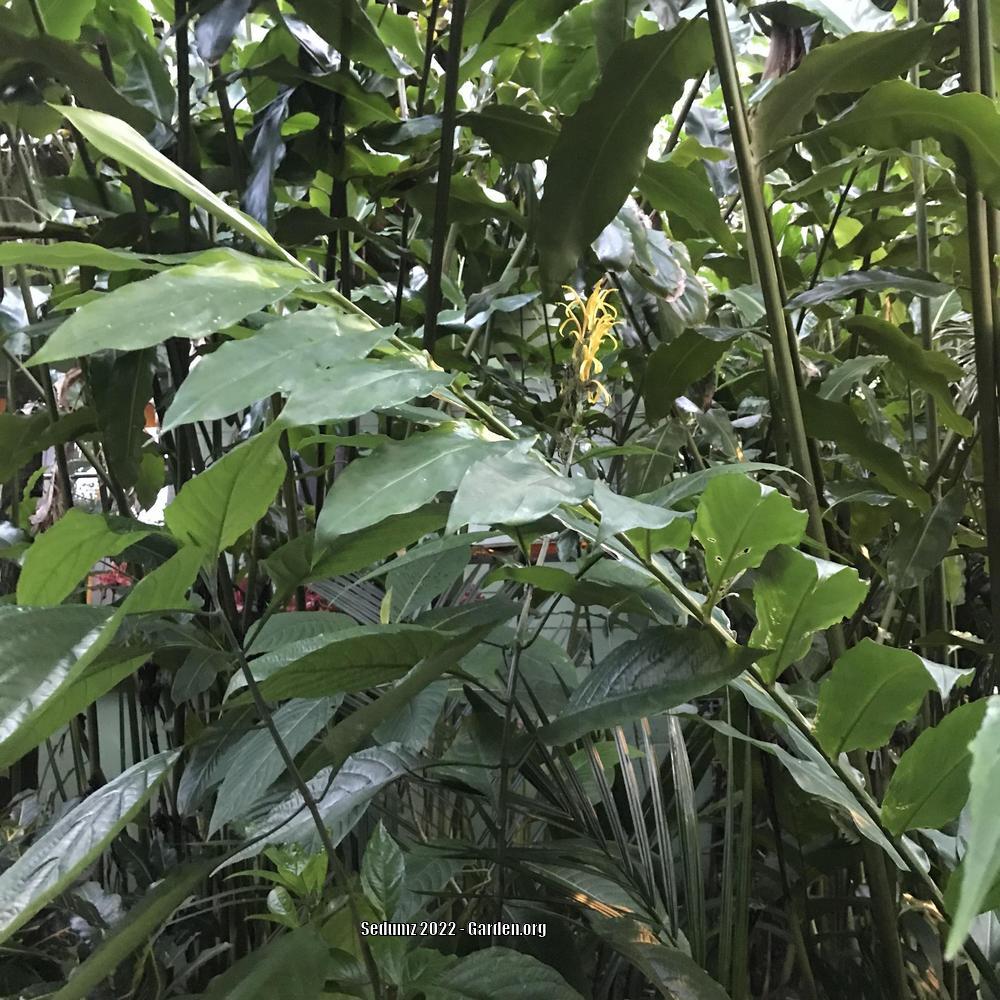 Photo of the entire plant of Yellow Jacobinia (Justicia aurea) posted ...