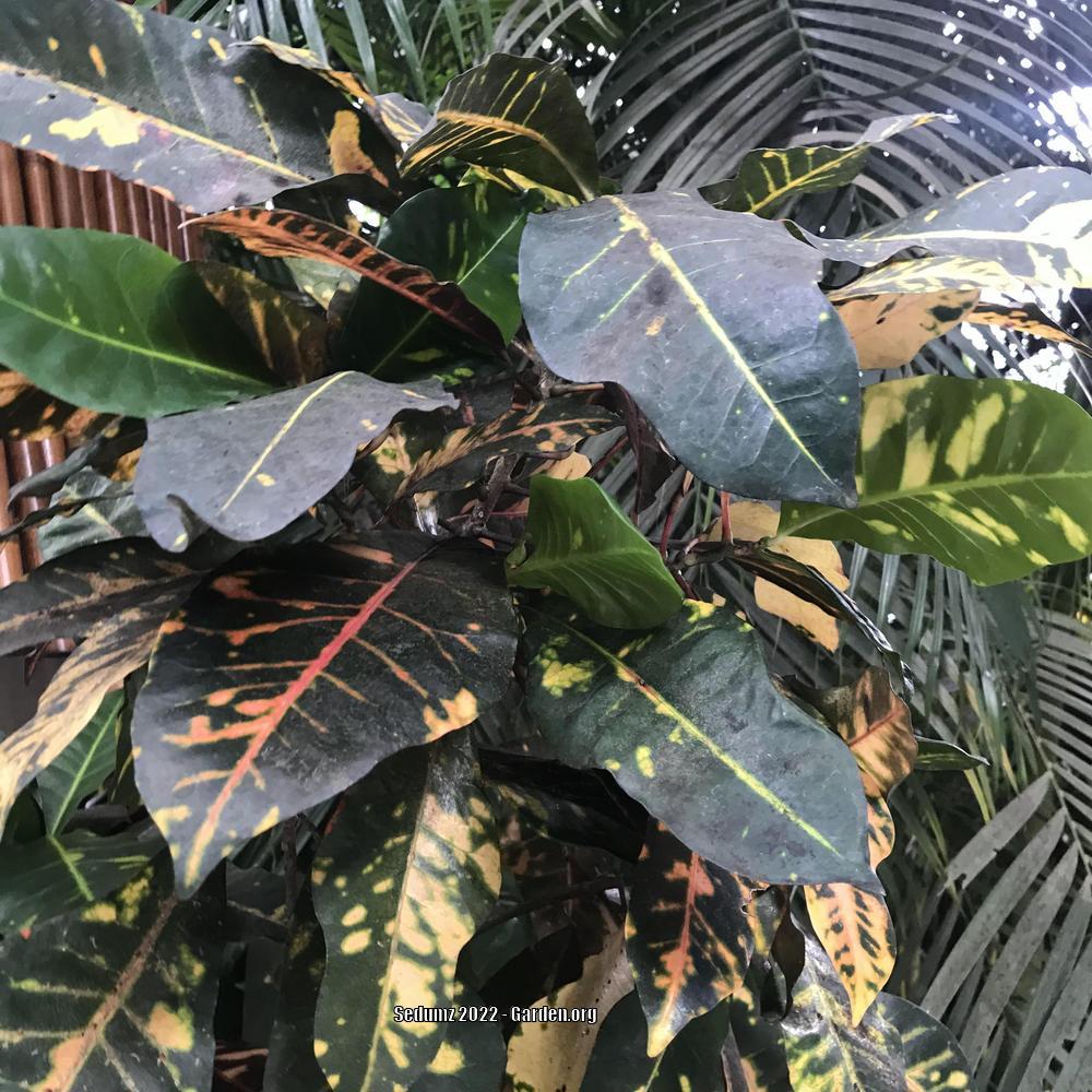 Photo of the entire plant of Croton (Codiaeum variegatum 'Magnificent ...