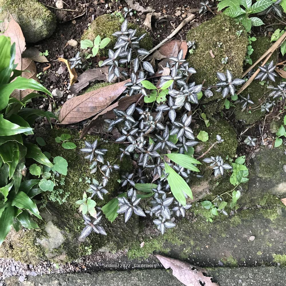 Photo of the entire plant of Silver Tree (Pilea spruceana) posted by ...