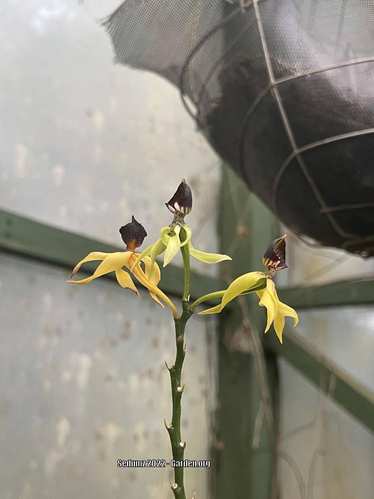 Photo of the bloom of Cockle-Shell Orchid (Prosthechea cochleata ...