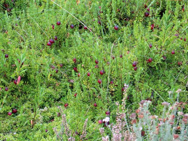 Photo of the entire plant of American Cranberry (Vaccinium macrocarpum ...