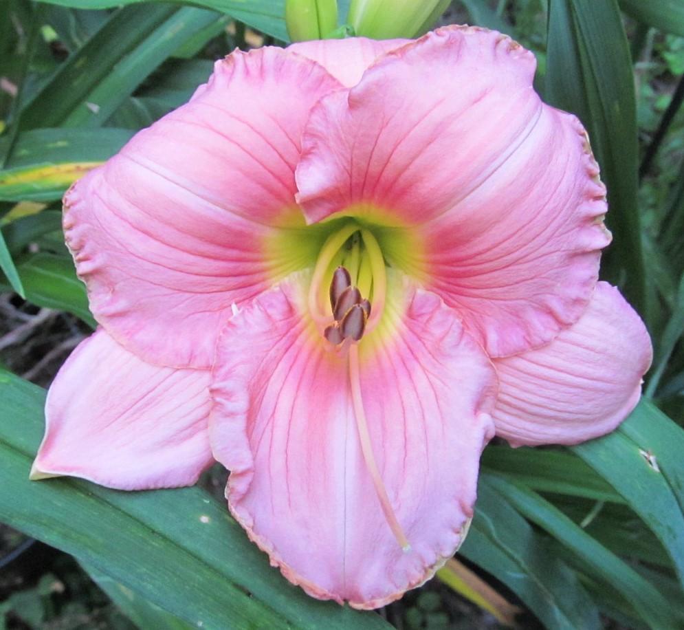 Photo of the bloom of Daylily (Hemerocallis 'Splendid Touch') posted by ...