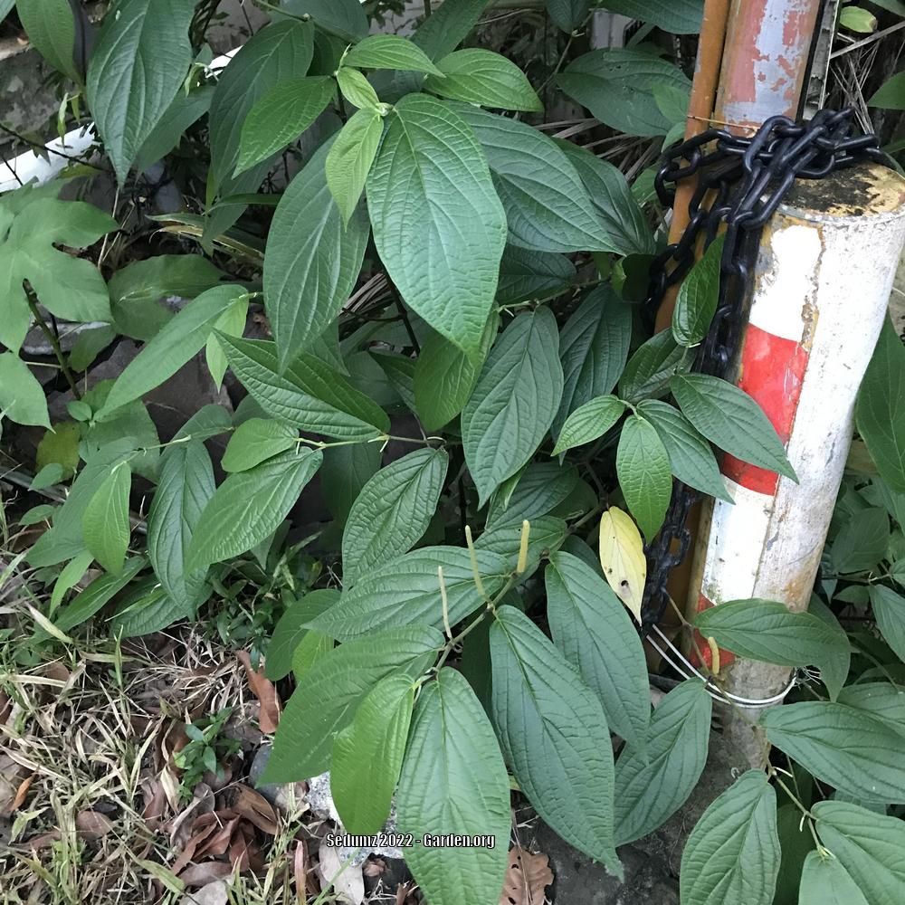 Spiked Pepper (Piper aduncum) - Garden.org