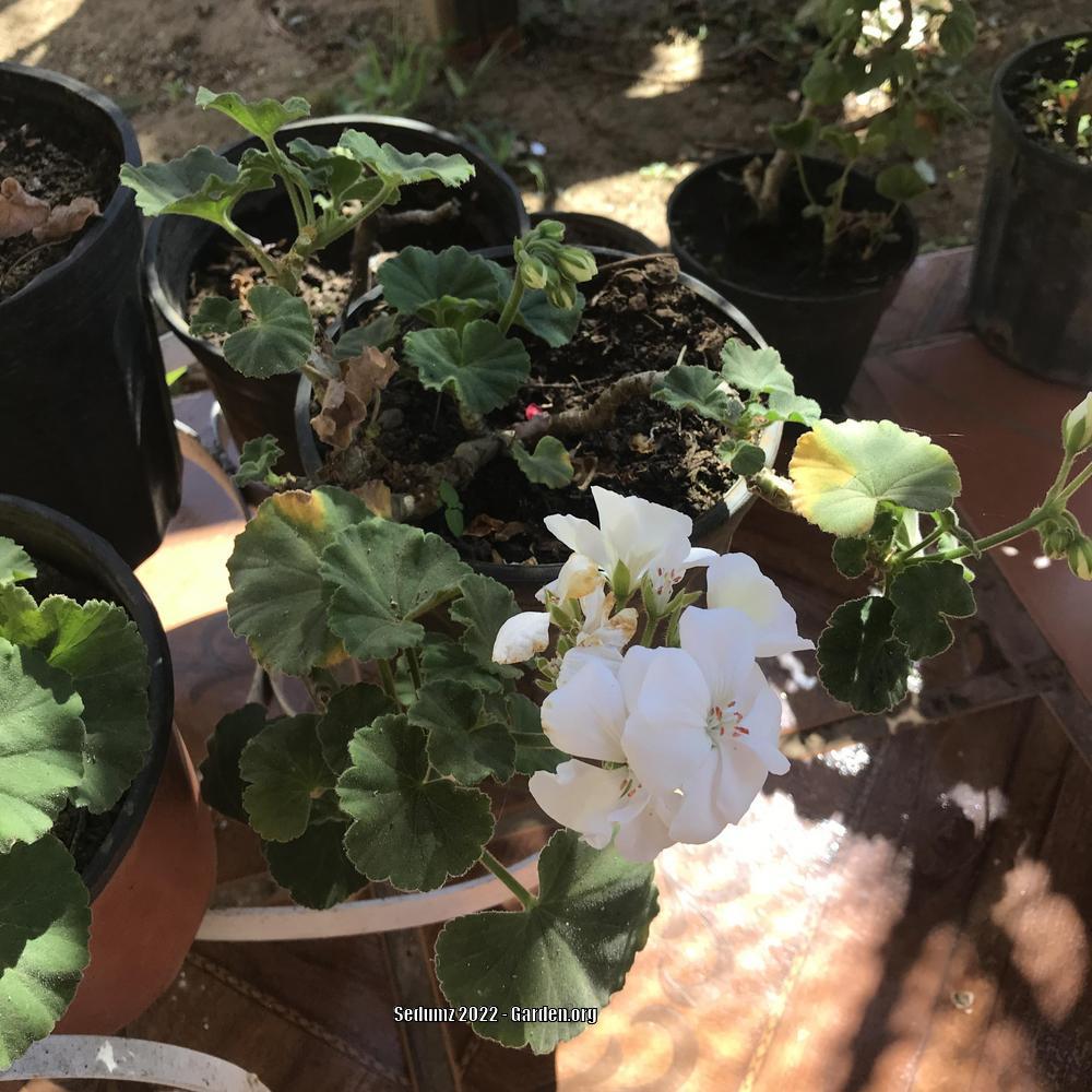 Photo of the entire plant of Fish Geranium (Pelargonium x hortorum ...