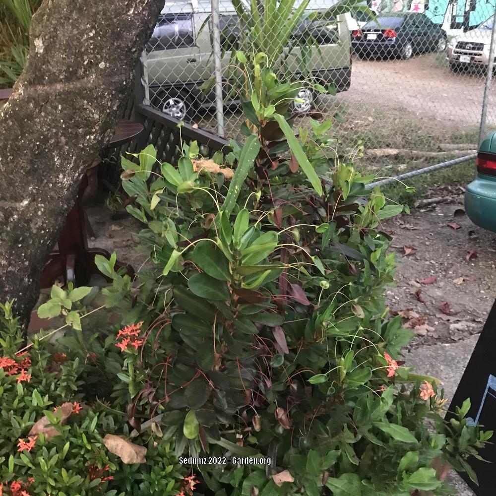 Photo of the entire plant of Croton (Codiaeum variegatum 'Interruptum ...