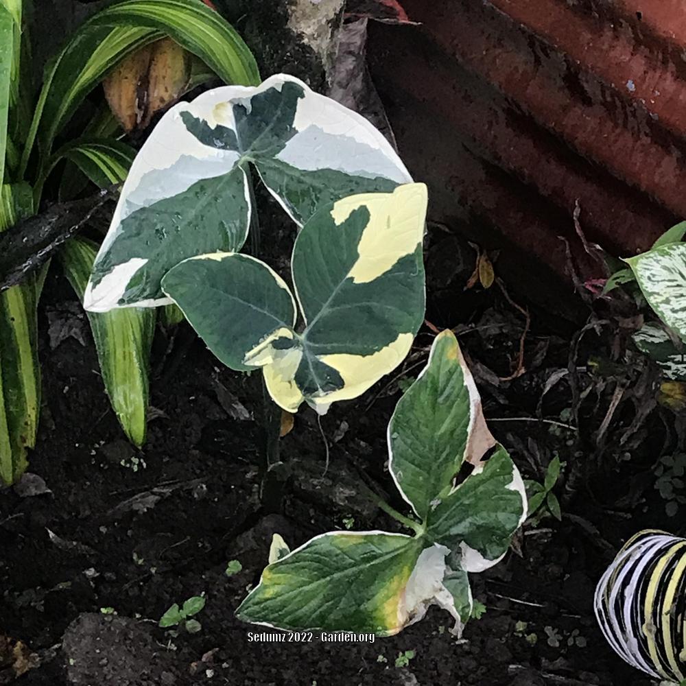 Photo of the entire plant of Variegated Mickey Mouse Taro (Xanthosoma ...
