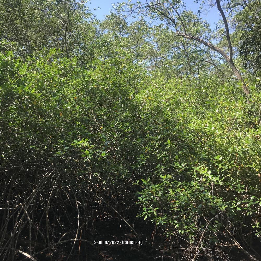 Photo of the entire plant of Red Mangrove (Rhizophora mangle) posted by ...