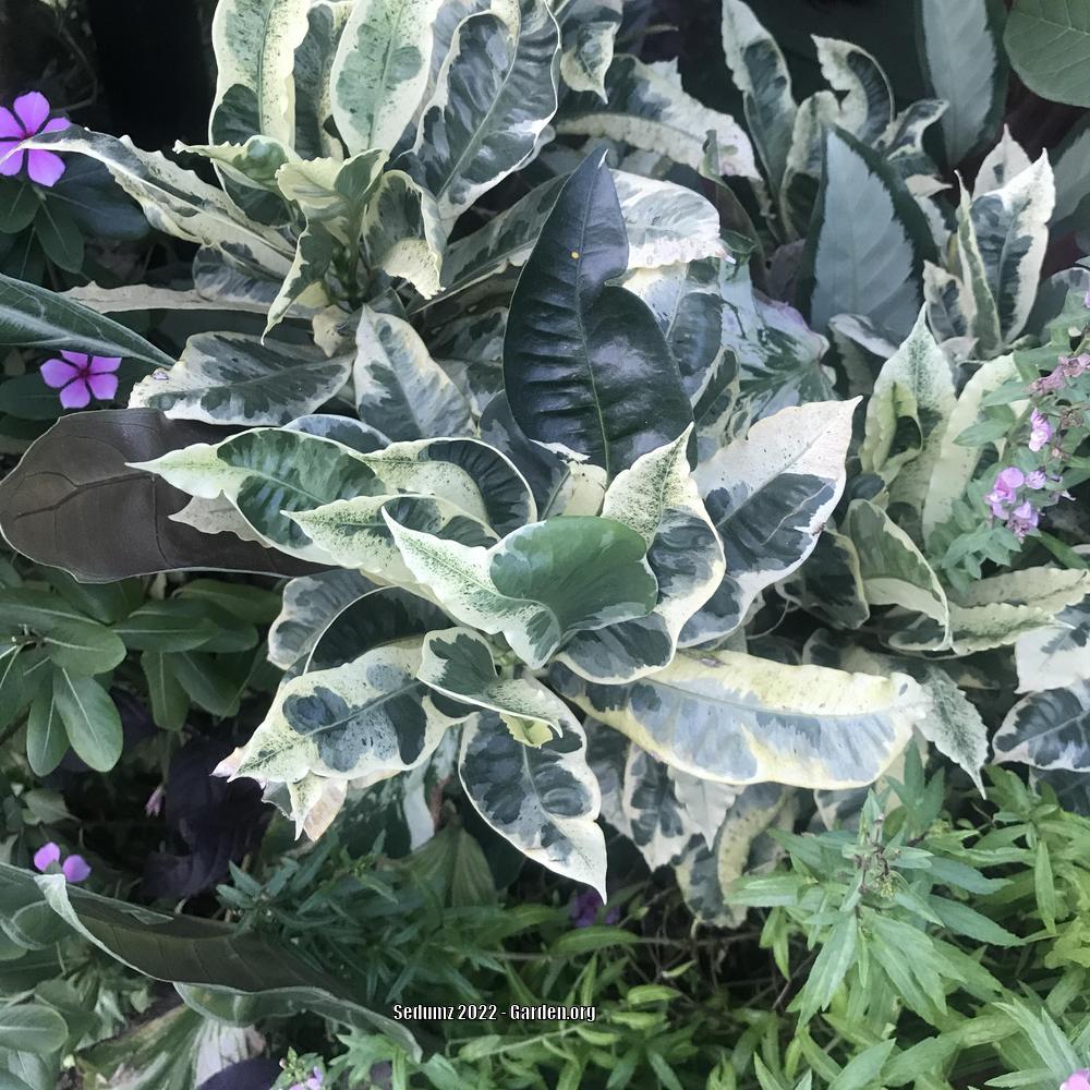 Croton (Codiaeum variegatum 'Andrew') in the Crotons Database - Garden.org