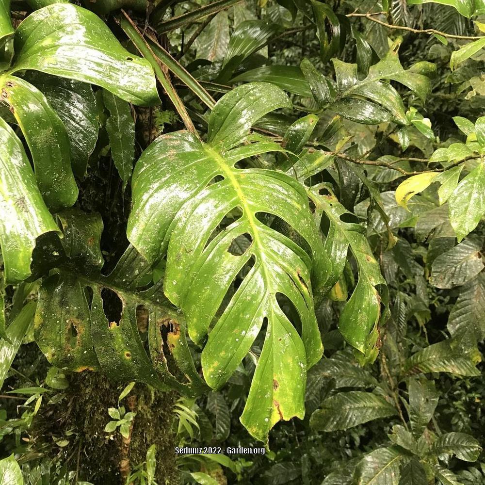 Monstera (Monstera monteverdensis) - Garden.org