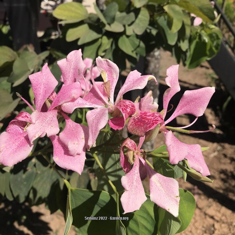 Photo of the bloom of Orchid Tree (Bauhinia monandra) posted by sedumzz ...