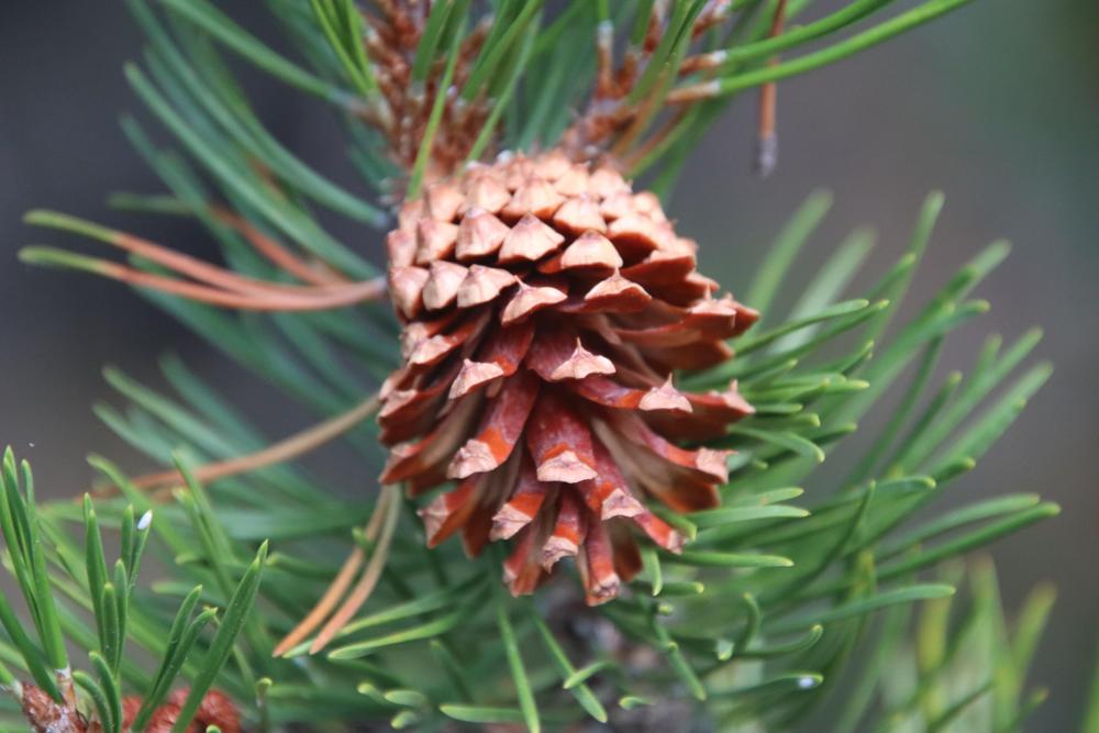Photo of the seed pods or heads of Shore Pine (Pinus contorta) posted ...