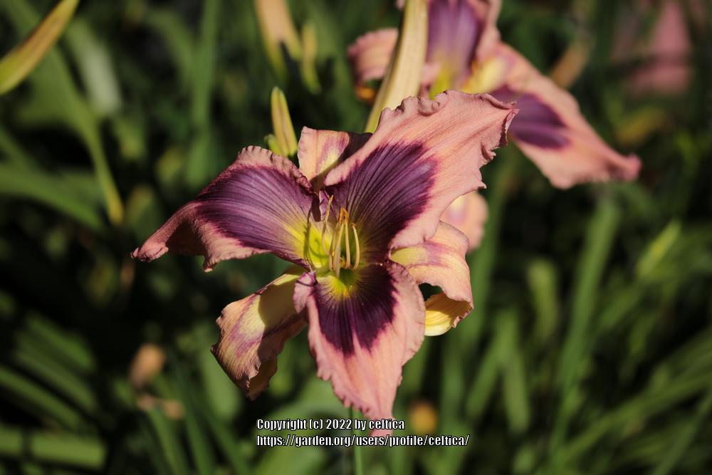 Photo of the bloom of Daylily (Hemerocallis 'Exotic Starfish') posted ...