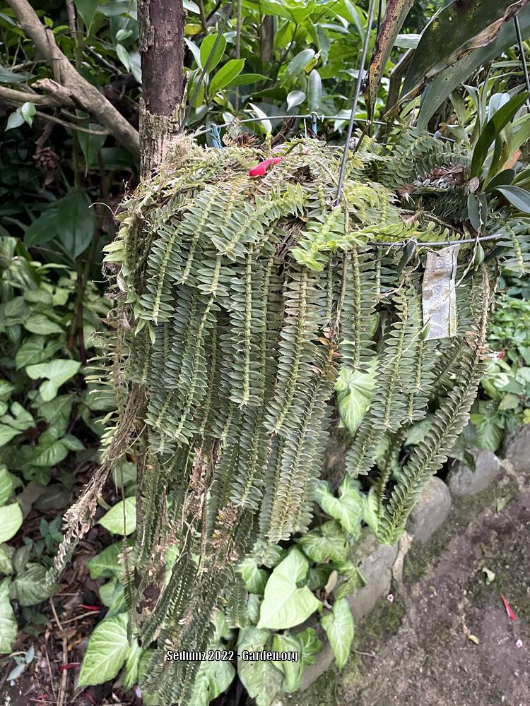 Photo of the entire plant of Orchid (Dichaea costaricensis) posted by ...