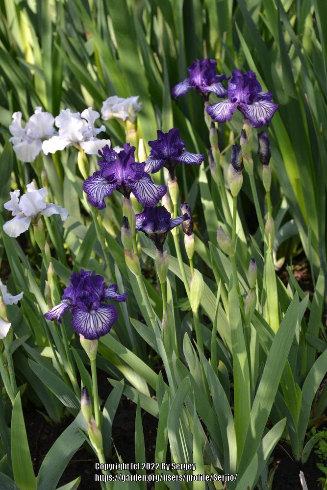 Photo of the bloom of Intermediate Bearded Iris (Iris 'Line Drive ...
