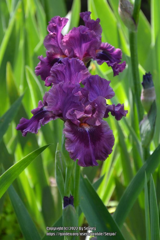 Photo of the bloom of Intermediate Bearded Iris (Iris 'Pop Culture ...
