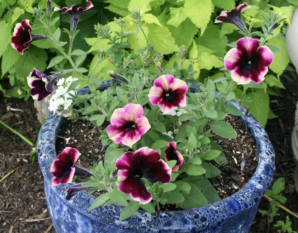 Photo of the bloom of Petunia Crazytunia® Blackberry Cheesecake posted ...
