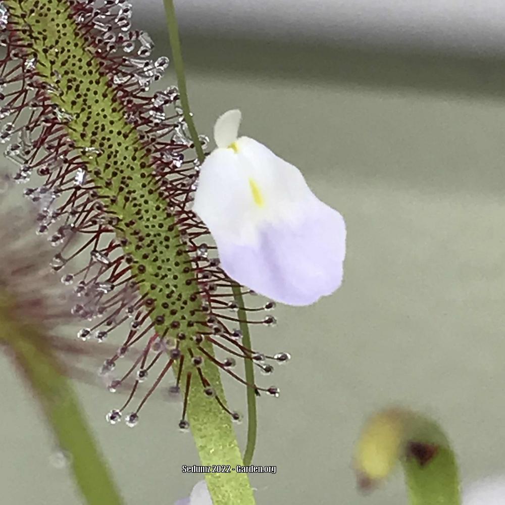 Bladderwort (Utricularia livida) - Garden.org