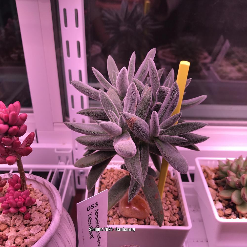 Photo of the entire plant of Crassula mesembryanthemoides 'Tenelli ...