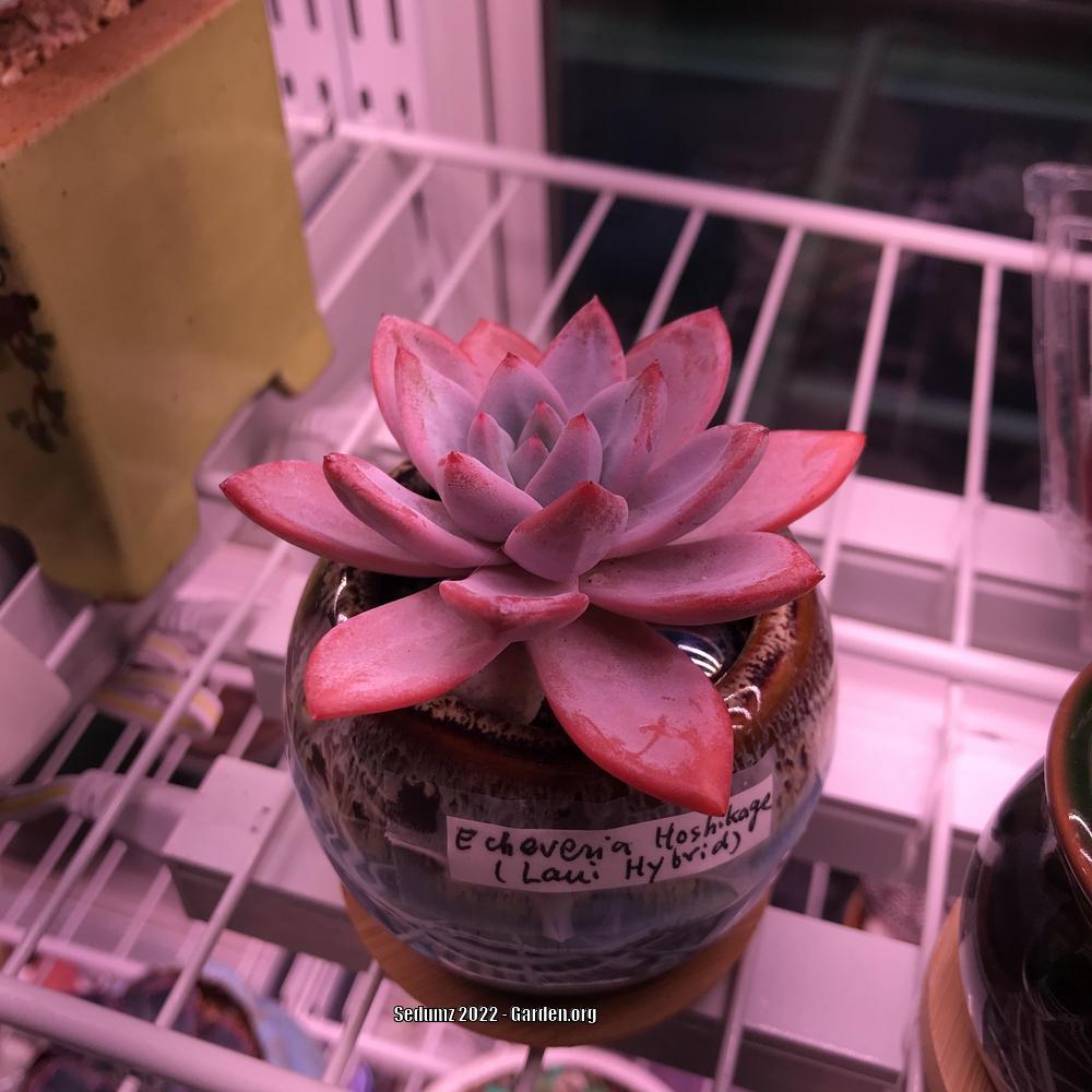Echeveria 'Hoshikage' in the Echeverias Database - Garden.org