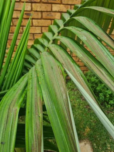 Alexander Palm leaves turning brown what to do in the Ask a Question ...