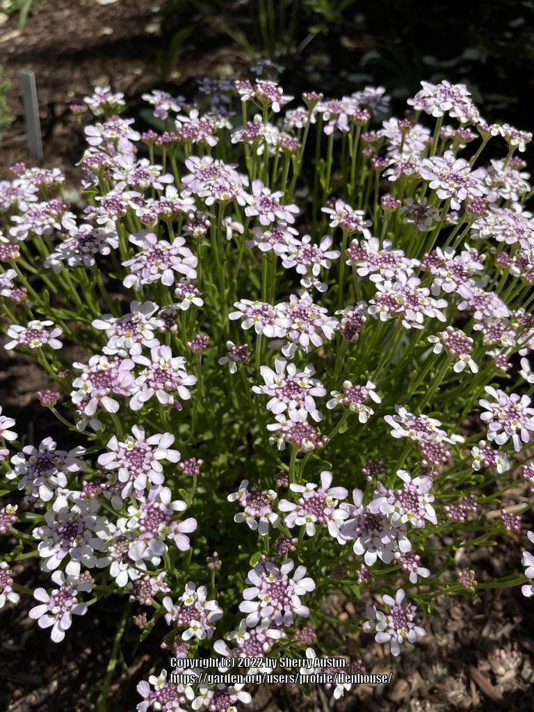 Hybrid Candytuft (Iberis Pink Ice™) - Garden.org