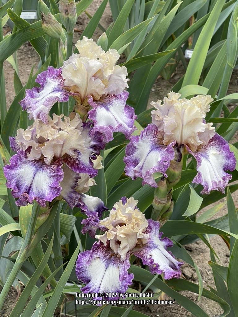 Photo of the bloom of Tall Bearded Iris (Iris 'Bullet Points') posted ...