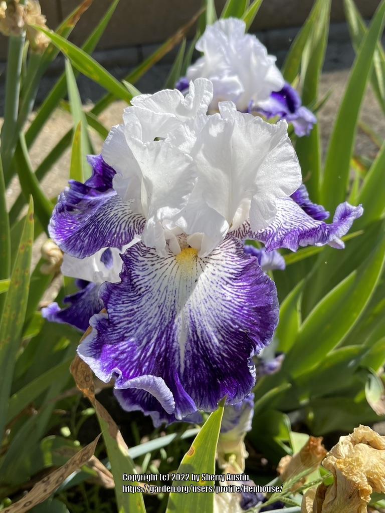 Photo of the bloom of Tall Bearded Iris (Iris 'Tidal Raves') posted by ...