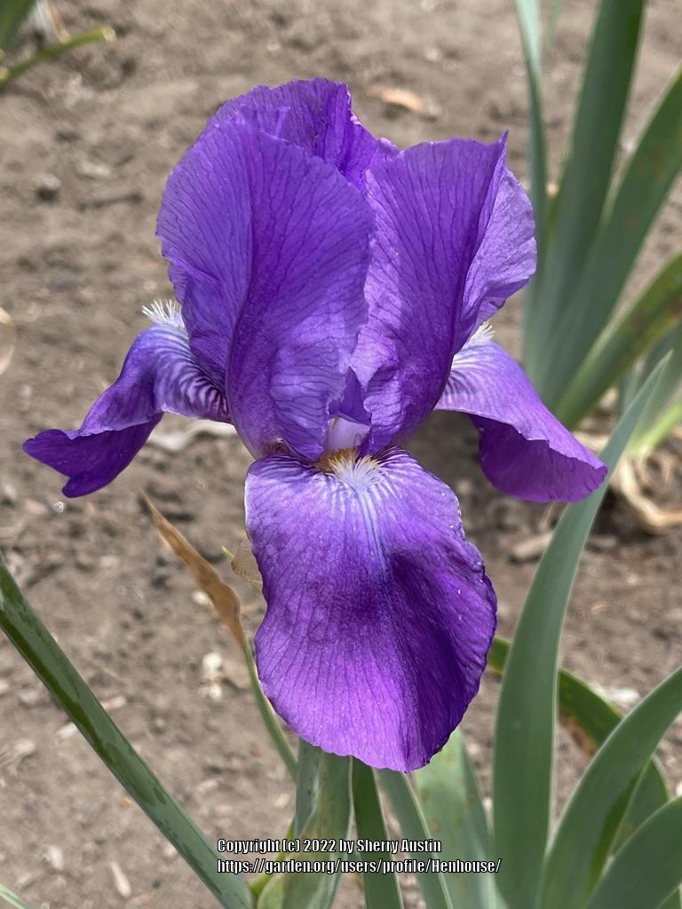 Tall Bearded Iris (Iris 'Giant Baldwin') in the Irises Database ...